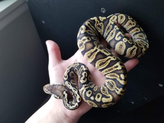 GHI Pastel Ball Python by Puget Sound Pythons