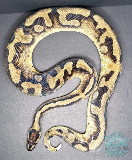 Pied Ball Python by Puget Sound Pythons