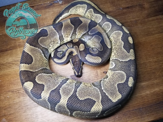 Enchi Het Pied Ball Python by Puget Sound Pythons