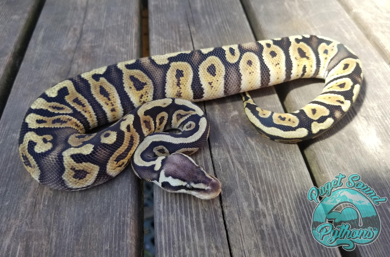 Pastel GHI Ball Python by Puget Sound Pythons - MorphMarket