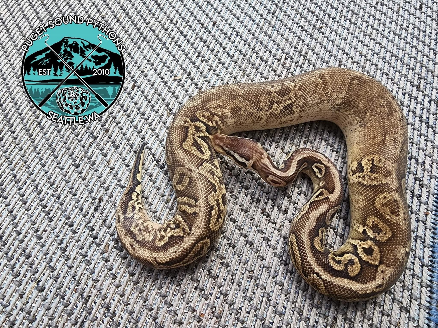 Black Pewter Yellowbelly 100% Het Pied Ball Python by Puget Sound ...