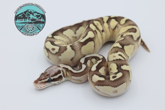 Super Pastel Lesser Fire Het Desert Ghost Ball Python by Puget Sound ...