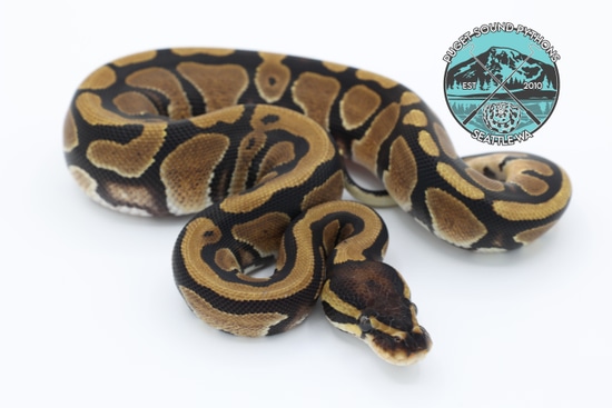 Het Pied Het Ultramel Ball Python by Puget Sound Pythons