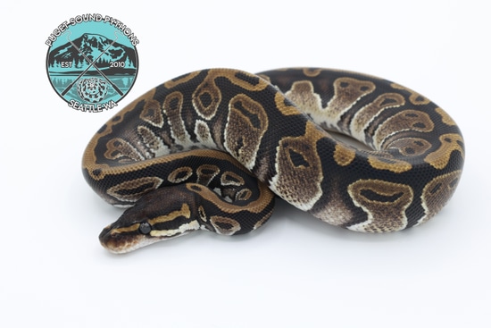 Mahogany Het Pied Ball Python by Puget Sound Pythons