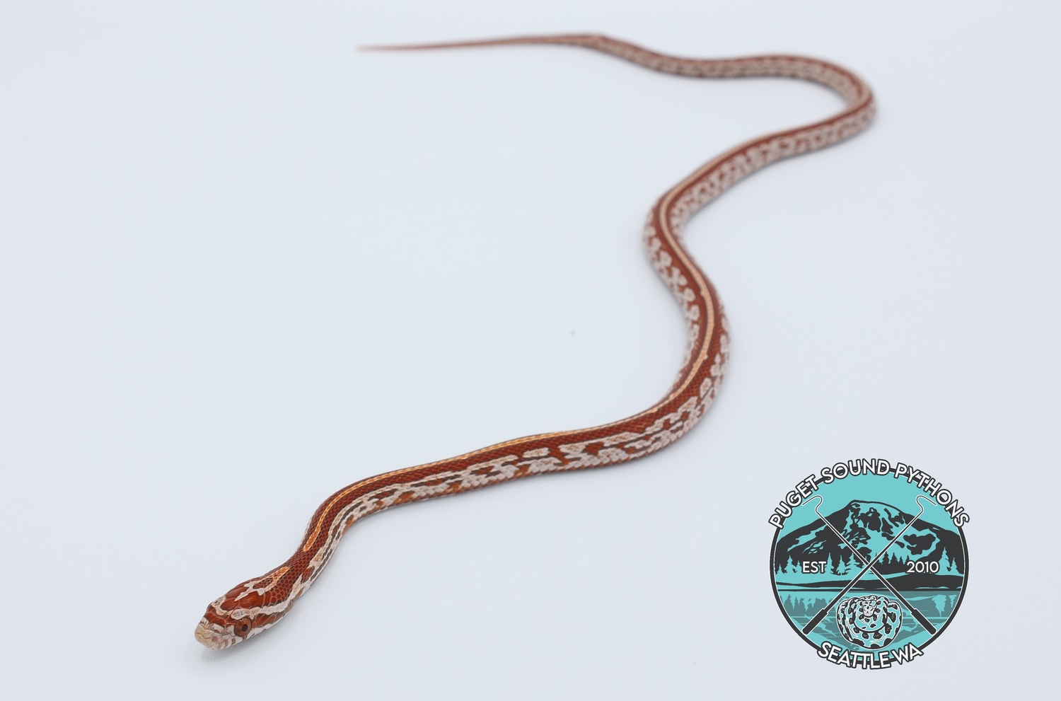 Ultramel Tessera Het Anery Het Stripe Het Hypo Corn Snake by Puget ...