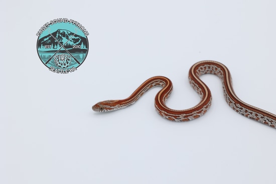 Tessera Het Charcoal Het Bloodred Corn Snake by Puget Sound Pythons