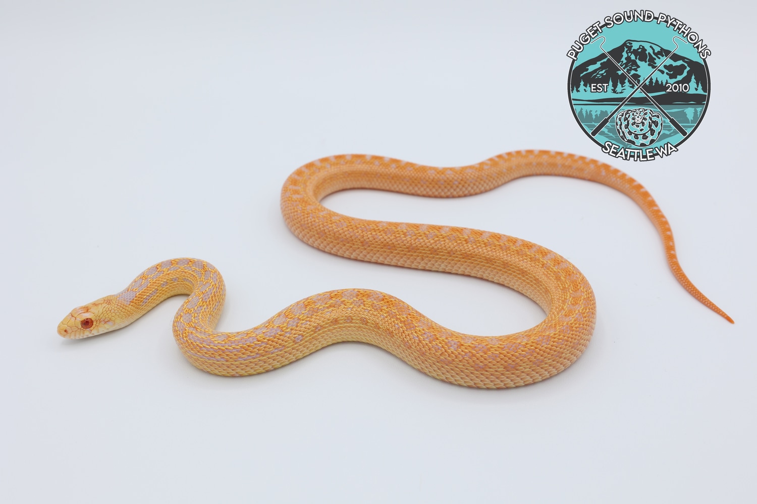 Bechtel Albino Klumpers Albino Het Stripe Gopher Snake by Puget Sound ...