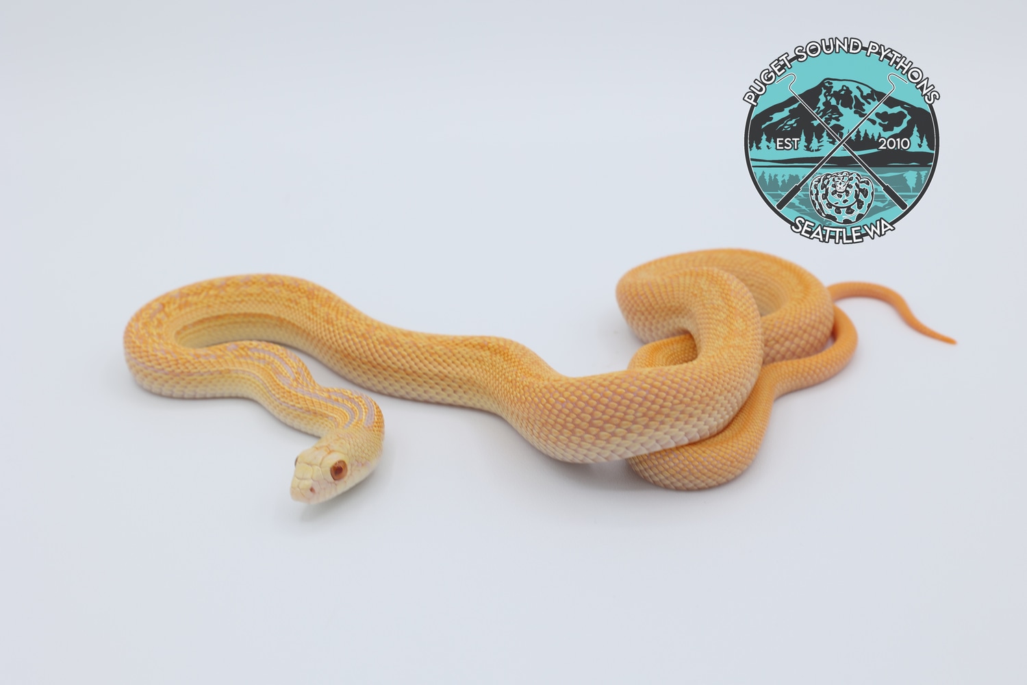 Bechtel Albino Klumpers Albino Stripe Gopher Snake by Puget Sound ...
