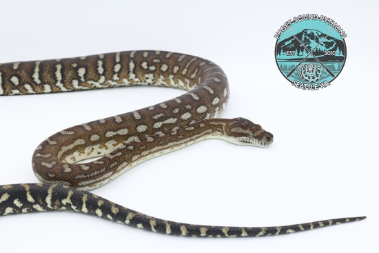 Het Stonewashed Centralian Carpet Python by Puget Sound Pythons