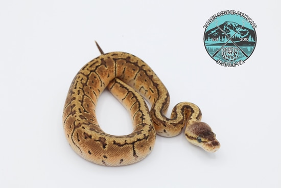Pastel Pinstripe Het Desert Ghost Ball Python by Puget Sound Pythons