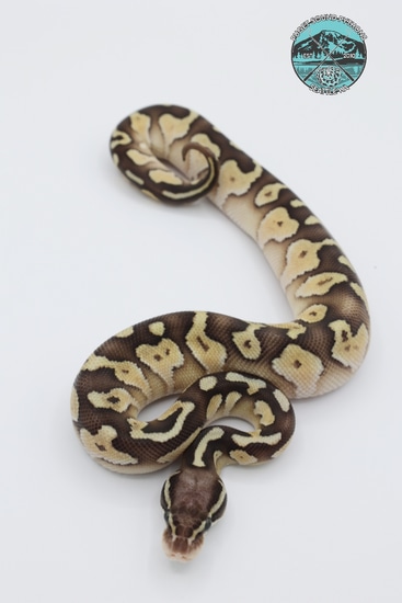 Pastel Lesser Het Desert Ghost Ball Python by Puget Sound Pythons