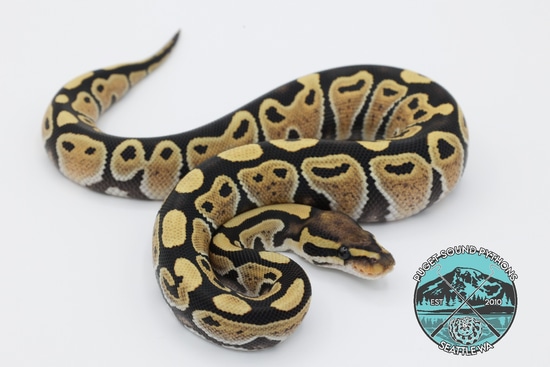 Desert Ghost Ball Python by Puget Sound Pythons