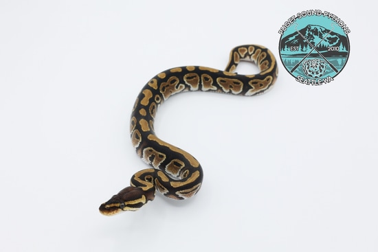 Het Ultramel Het Pied Ball Python by Puget Sound Pythons