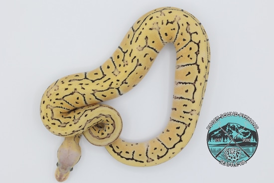 Lemonblast Desert Ghost Ball Python by Puget Sound Pythons