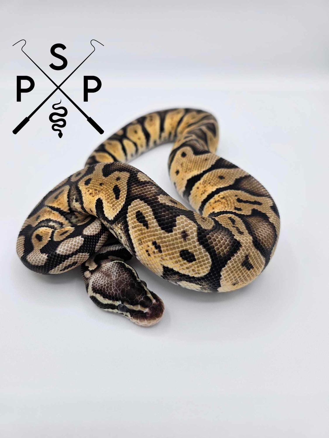 Super Pastel Het Desert Ghost Possible Fire Ball Python by Puget Sound ...