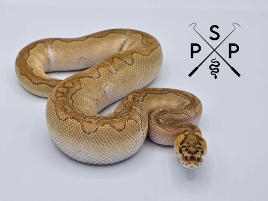 Butter Enchi Clown Ball Python by Puget Sound Pythons