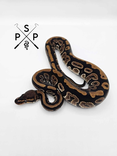 Mahogany Het Pied Ball Python by Puget Sound Pythons