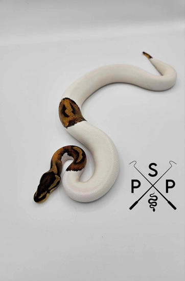 Pied Het Ultramel Ball Python by Puget Sound Pythons