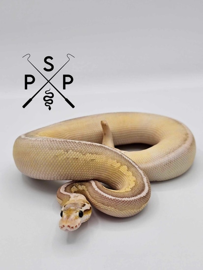 Super Pastel Black Pastel Butter Het Clown Possible Granite Ball Python ...