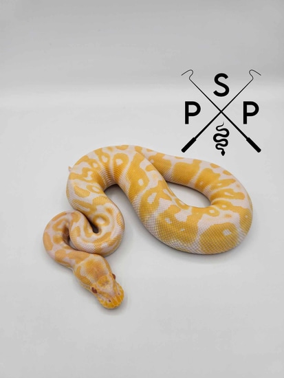 Albino Ball Python by Puget Sound Pythons
