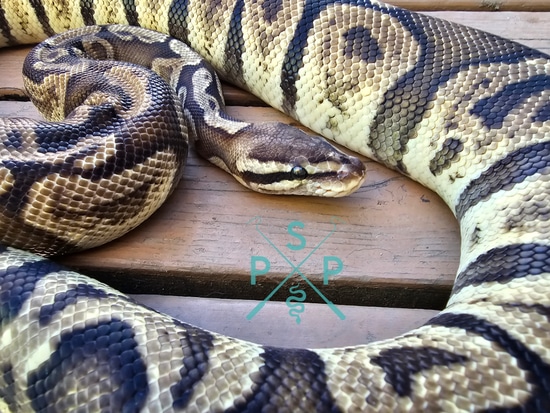 Pastel GHI Ball Python by Puget Sound Pythons