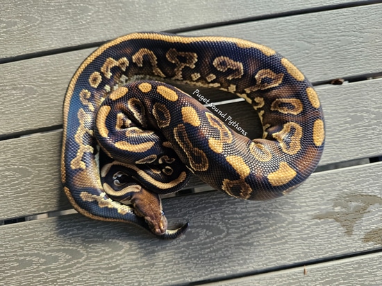 Black Pastel Yellowbelly Het Pied Ball Python by Puget Sound Pythons