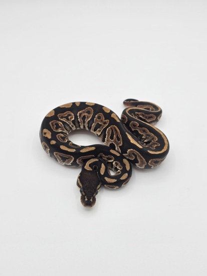 Black Pastel Het Ultramel Het Pied Poss Yellow Belly Ball Python by ...