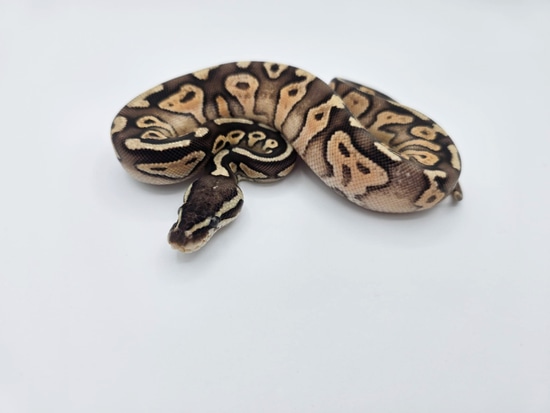 Pastel Enchi Cinnamon Het Pied Het Hypo Ball Python by Puget Sound Pythons