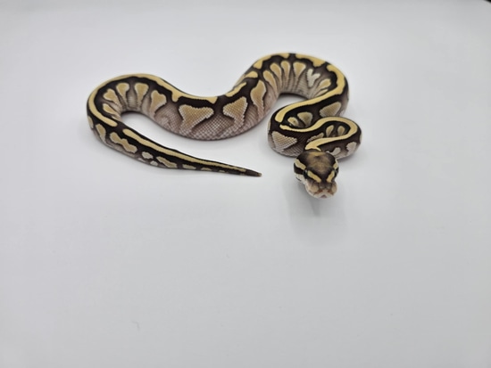 Butter Desert Ghost Het Clown Ball Python by Puget Sound Pythons