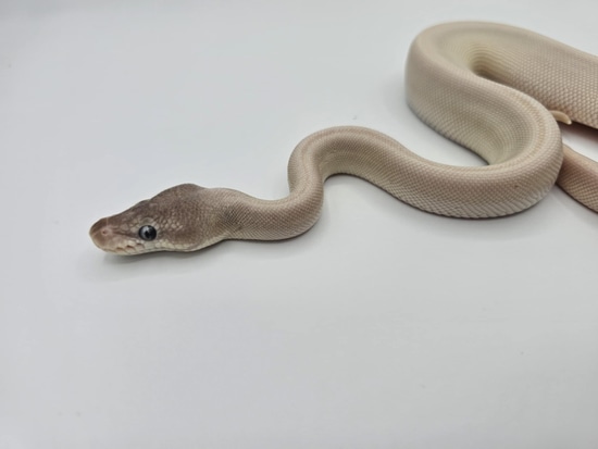 BEL Super Mojave Poss. Yellow Belly Poss. Leopard Ball Python by Puget ...