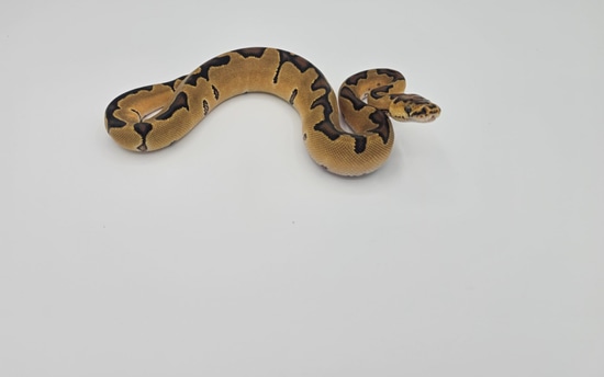 Enchi Clown Ball Python by Puget Sound Pythons