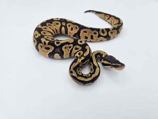 Pastel Het Desert Ghost Het Pied Ball Python by Puget Sound Pythons