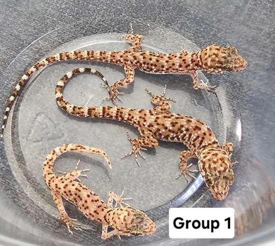 Bynoe's Geckos (Group 1) More Gecko by Puget Sound Pythons