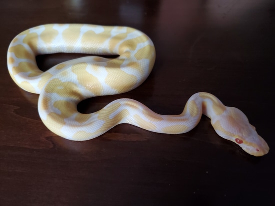 Albino Ball Python by Punkrawkah Ball Pythons