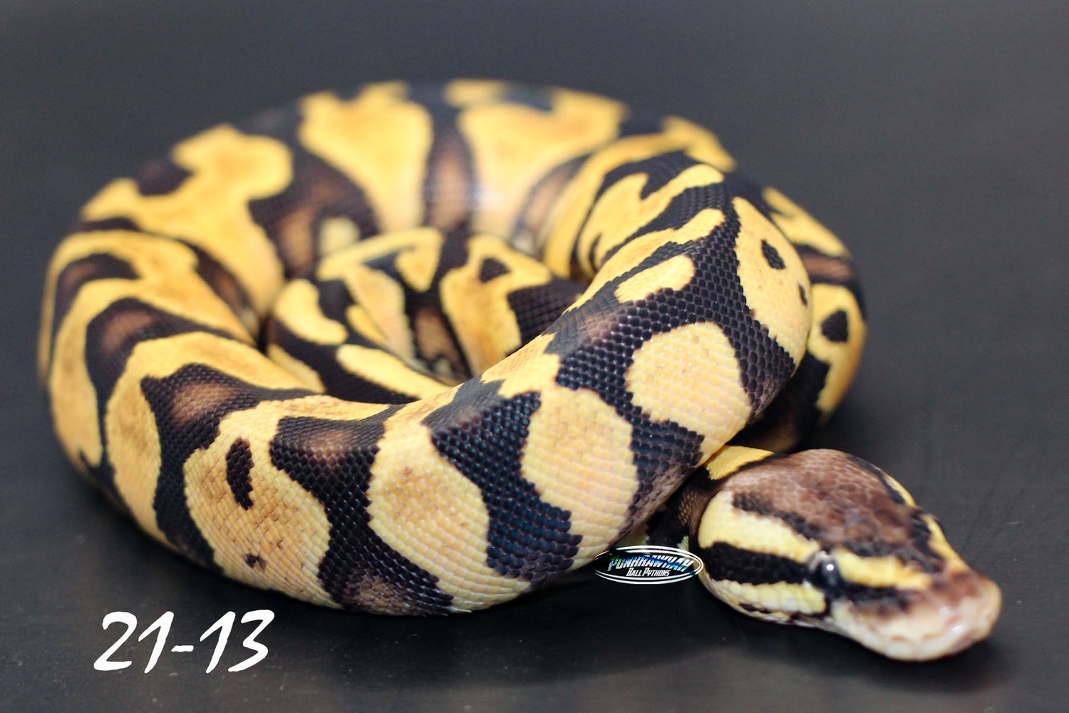 Pairing Was Pastel Spider Fire Yellow Belly X Pastel Het G-stripe Ball ...