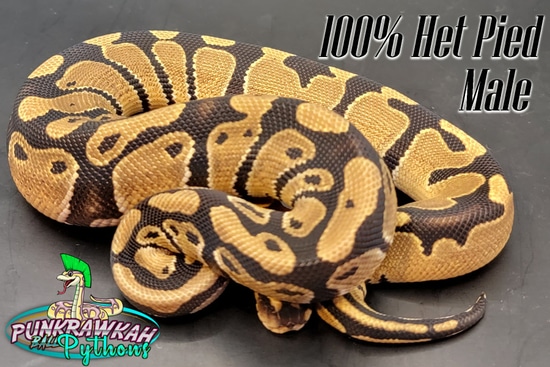 !Free Shipping! Het Pied Ball Python by Punkrawkah Ball Pythons