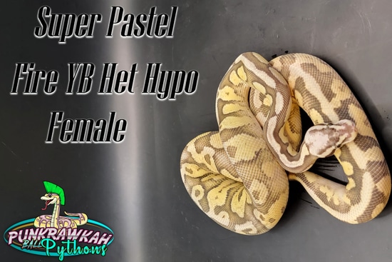 !Free Shipping! Super Pastel Yellow Belly Fire Het Hypo Ball Python by Punkrawkah Ball Pythons