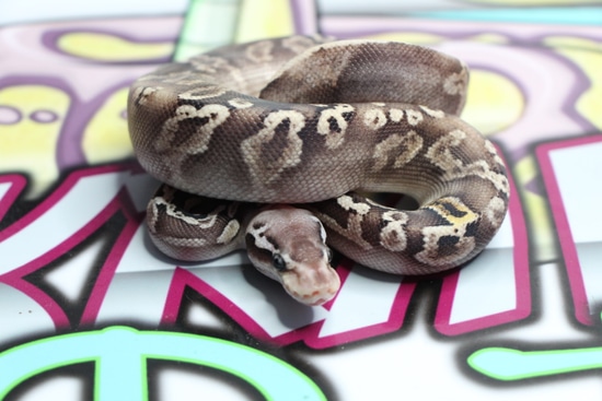 Black Pewter GHI Het Hypo Ball Python by Punkrawkah Ball Pythons