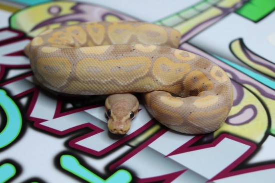 Banana Cinnamon Ball Python by Punkrawkah Ball Pythons