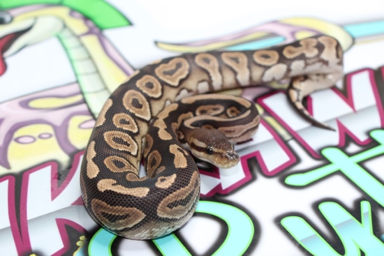 Cinnamon Ball Python by Punkrawkah Ball Pythons