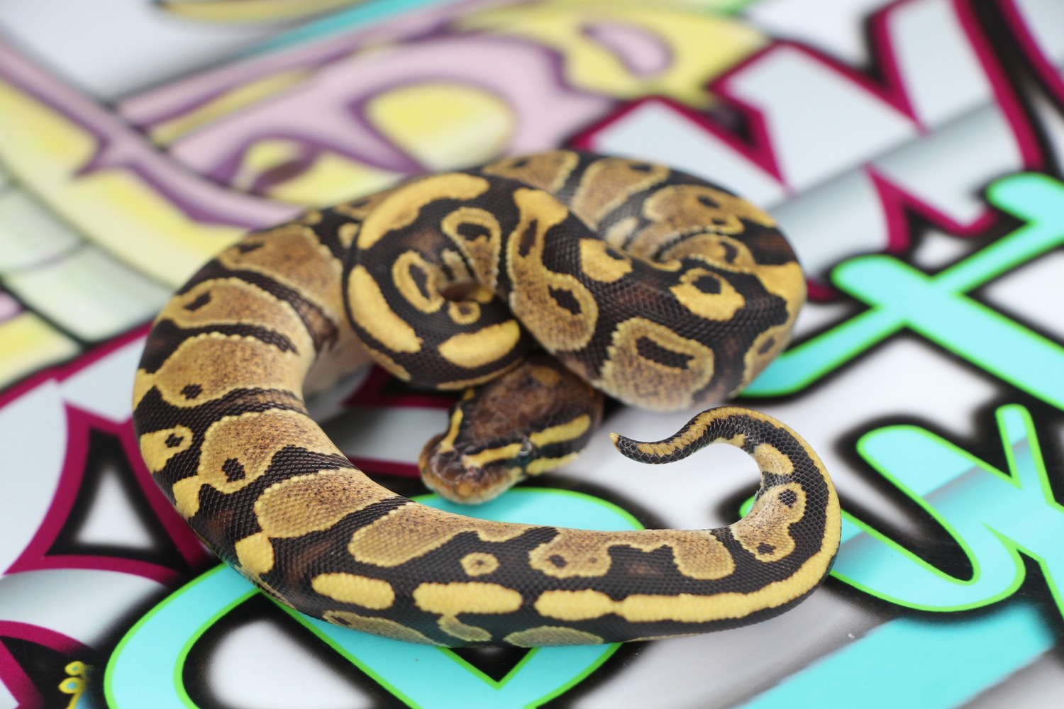 Special Fire Ball Python by Punkrawkah Ball Pythons - MorphMarket