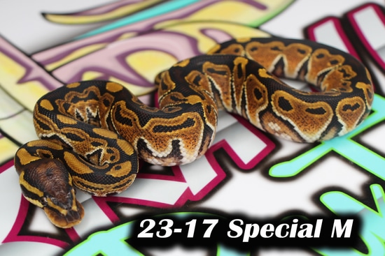 Crystal Project Pair Ball Python by Punkrawkah Ball Pythons