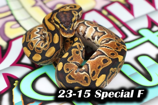 Special Ball Python by Punkrawkah Ball Pythons
