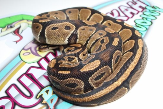 Normal Proven Breeder Ball Python by Punkrawkah Ball Pythons