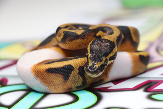Pied Ball Python by Punkrawkah Ball Pythons