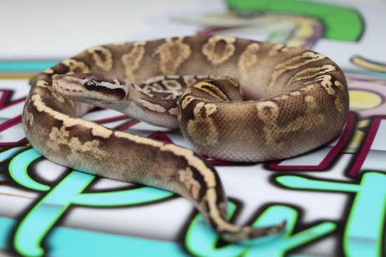 Black Pewter GHI Hypo Project Ball Python by Punkrawkah Ball Pythons