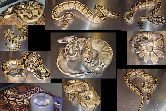 23 Snakes Of All Ages Ball Python by Punkrawkah Ball Pythons
