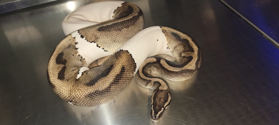 Pied Proven Breeder Ball Python by Punkrawkah Ball Pythons