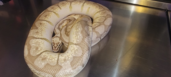 Queen Bee Ball Python by Punkrawkah Ball Pythons