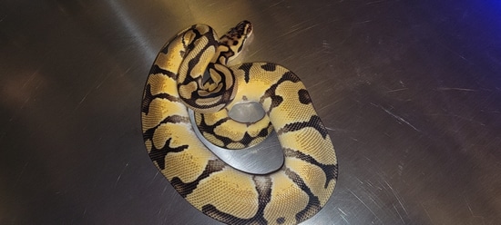 Pair Dbl Het Hypo DG Ball Python by Punkrawkah Ball Pythons